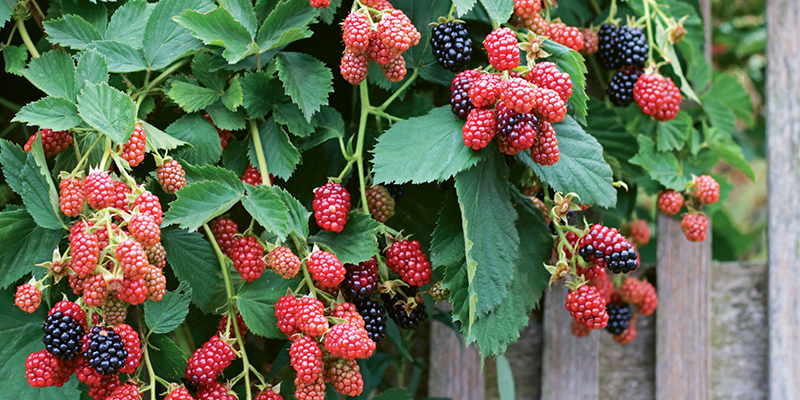 Bramble On | Charleston SC | Charleston Magazine