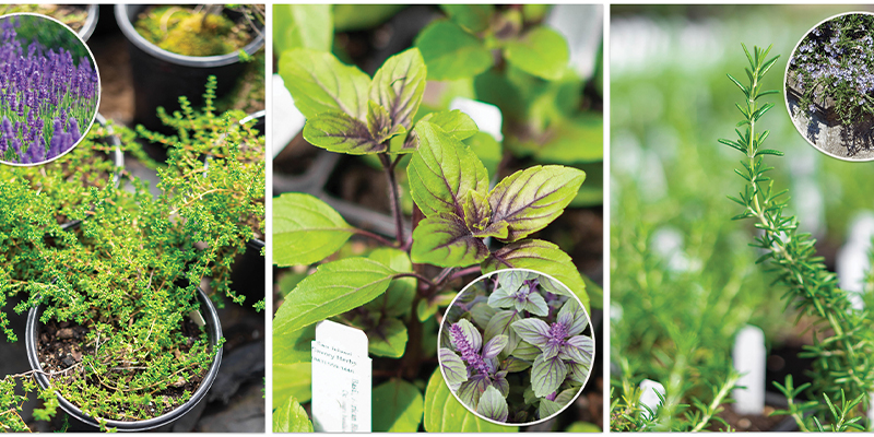 Three Herbs to Please Both the Eye and Palate | Charleston SC ...